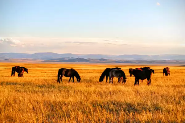 Discover Kazakhstan with INDY GUIDE